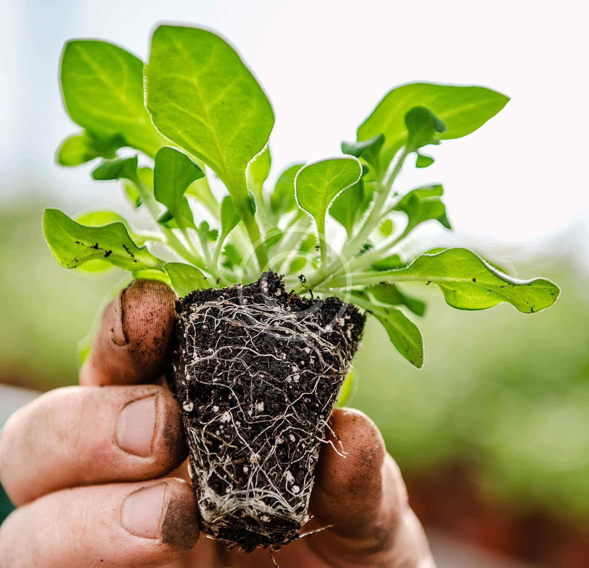 Food & your mood: how food affects mental health – Quantagro