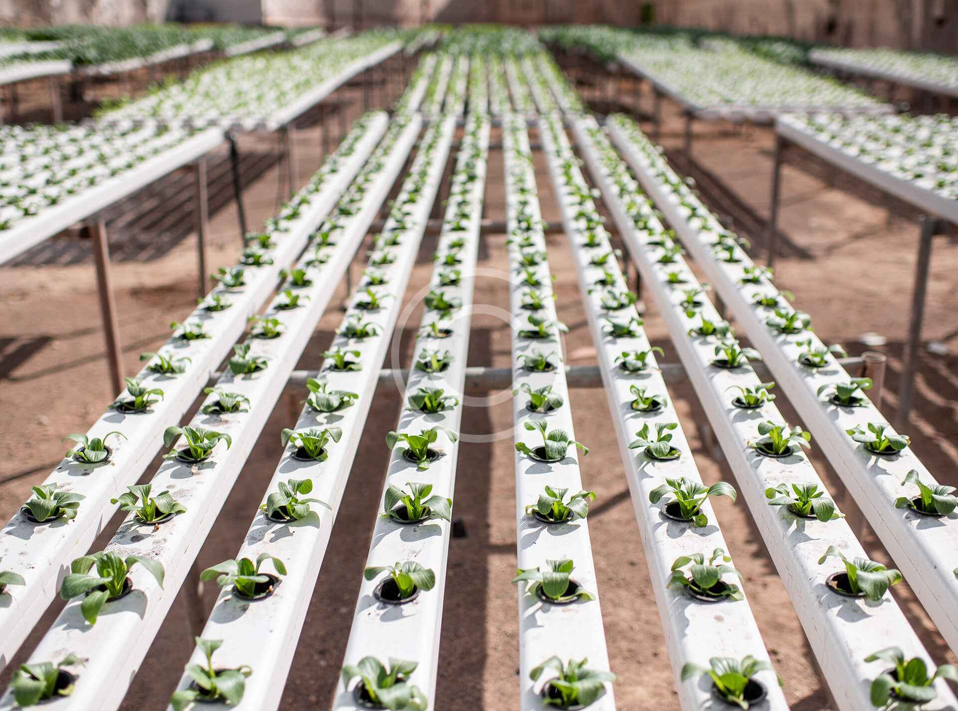 Soilless agriculture – Quantagro