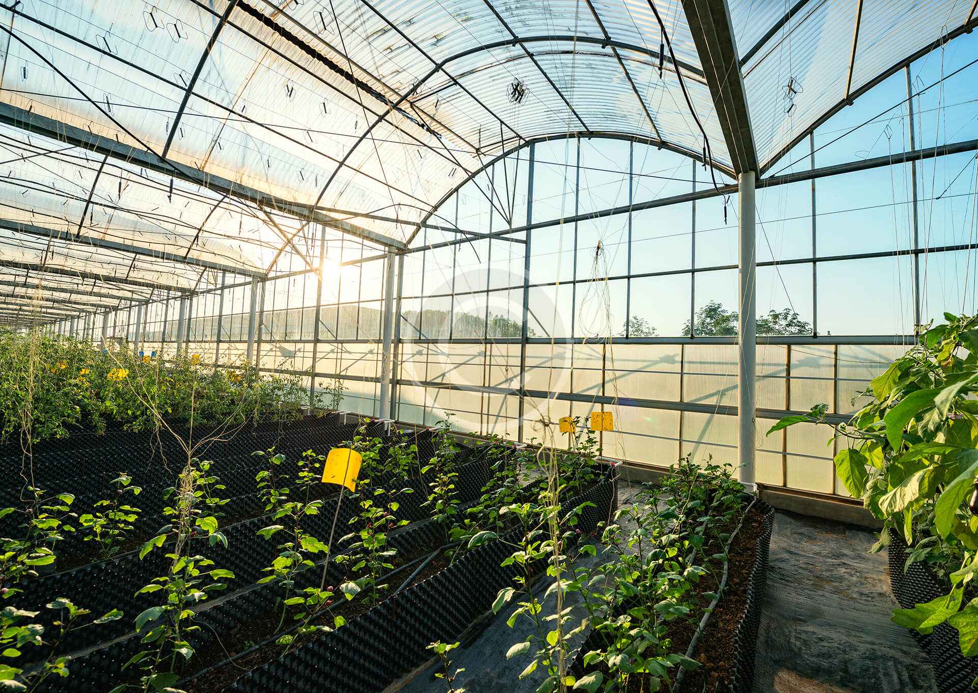 Glasshouse – Quantagro